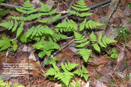 Northern Oak Fern - Gymnocarpium dryopteris | Designs By Nature UP
