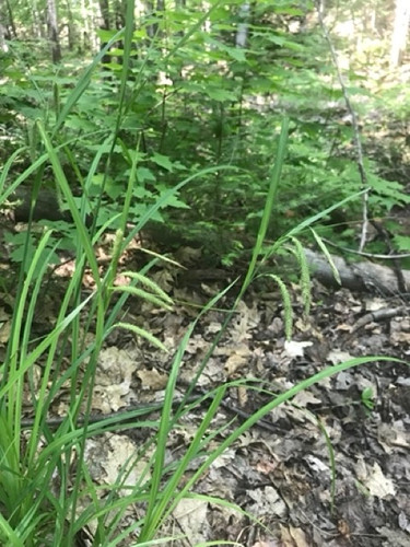 Nodding Sedge - Carex gynandra | Designs By Nature UP