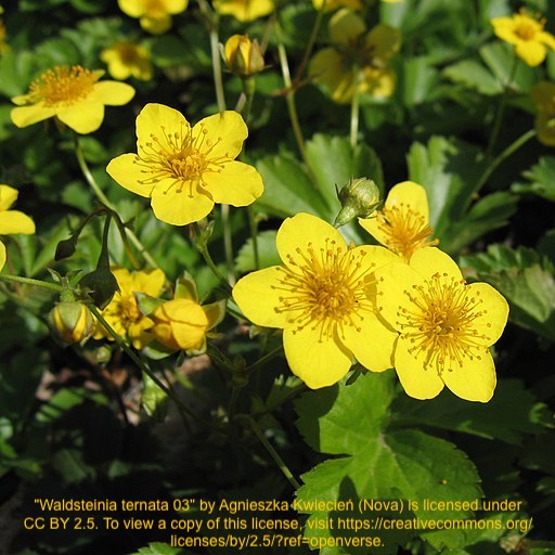 Barren Strawberry, Is Yours Native?