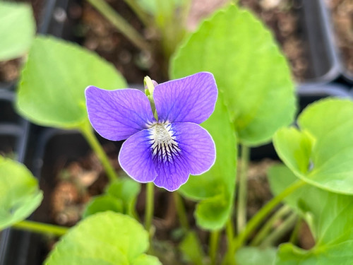 Violet, Common Blue - Viola sororia | Designs By Nature UP