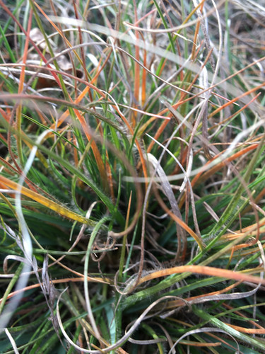 Poverty Oat Grass - Danthonia spicata | Designs By Nature UP