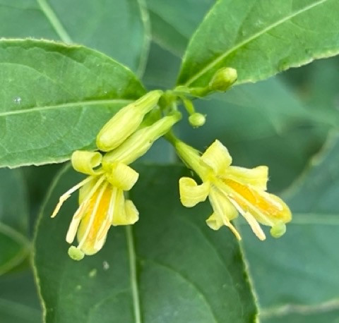Honeysuckle, Northern Bush - Diervilla lonicera | Designs By Nature UP