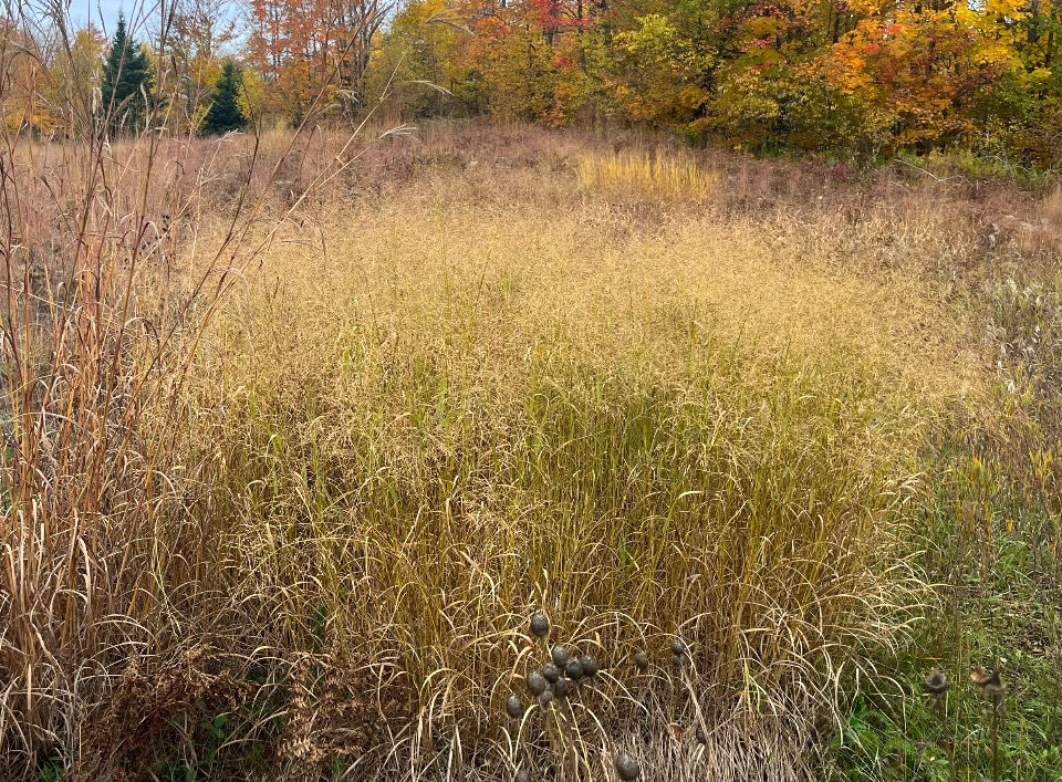 Switch Grass - Panicum virgatum | Designs By Nature UP