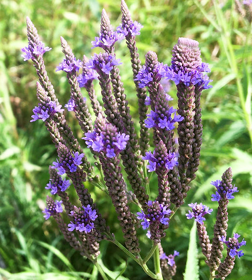 verbena hastata