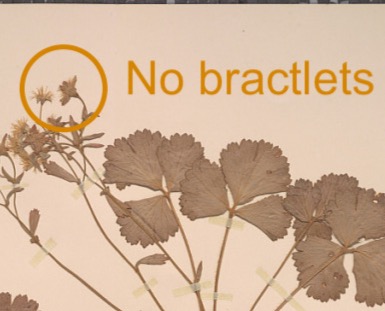 Barren Strawberry, Is Yours Native?