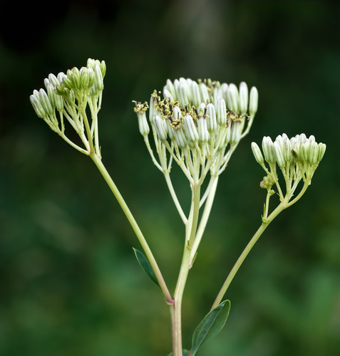 Pale Purple Plantain - Arnoglossum atriplicifolium | Designs By Nature UP
