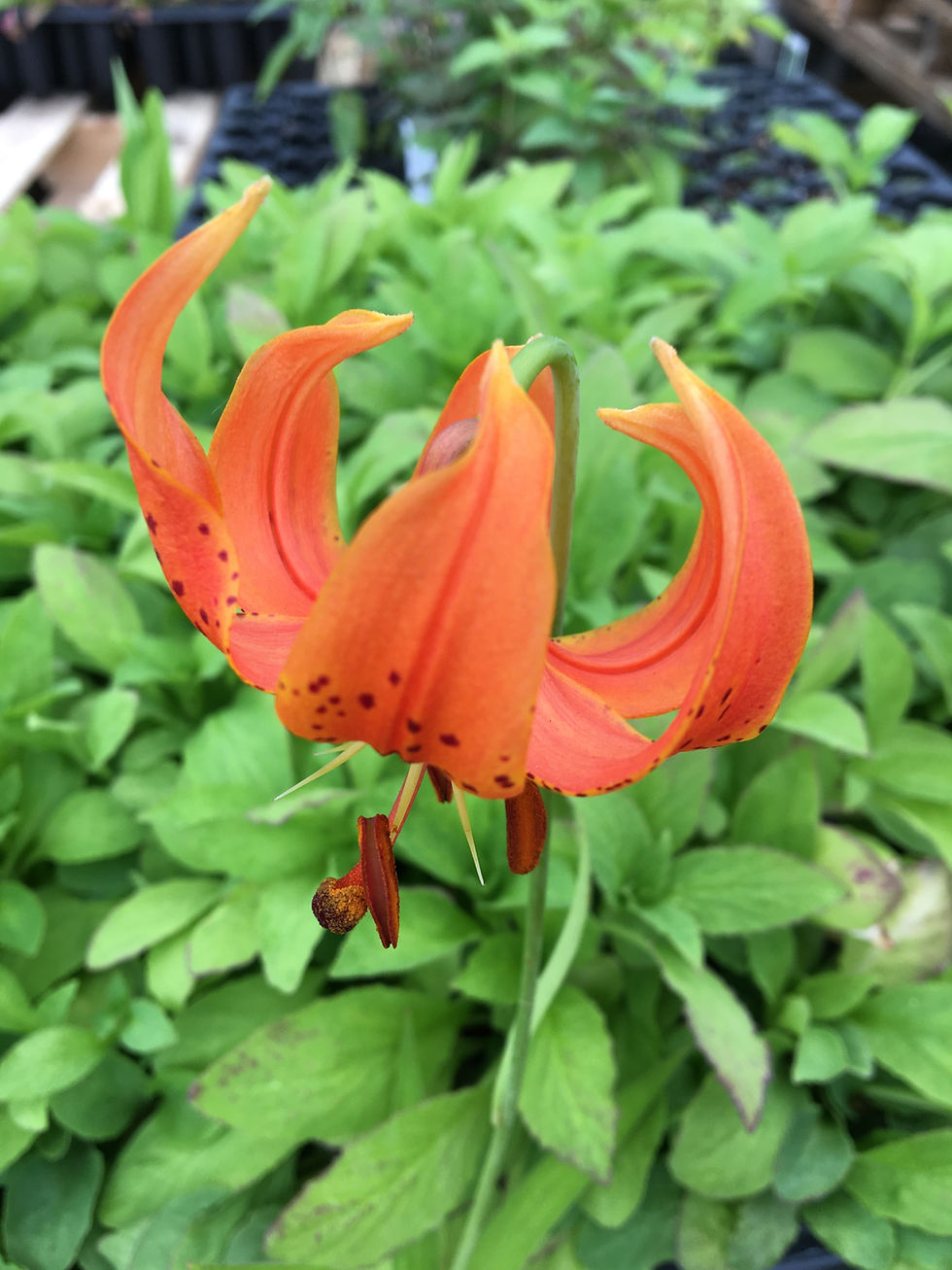 Michigan Lily - Lilium michiganense | Designs By Nature UP