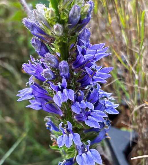 lobelia blue
