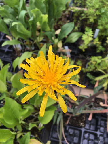 Pale Agoseris - Agoseris glauca | Designs By Nature UP