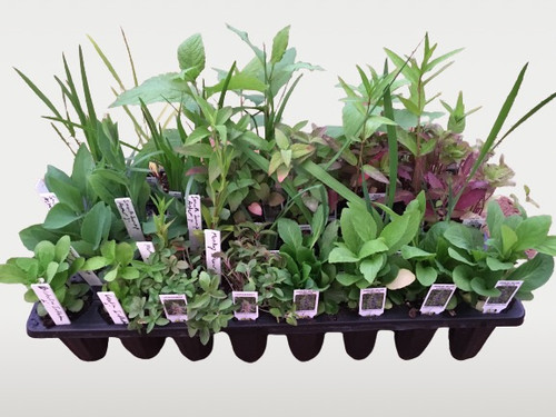 Woodland / Shade Garden Kit | Designs By Nature UP