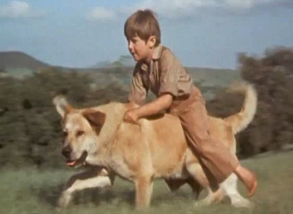 Remembering Old Yeller