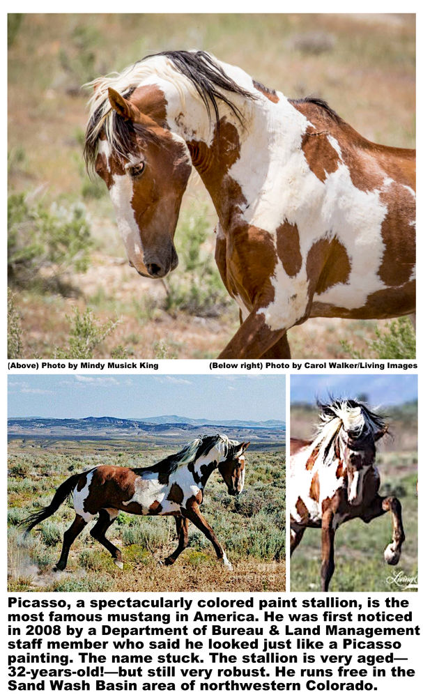 The Most Famous Mustang in America
