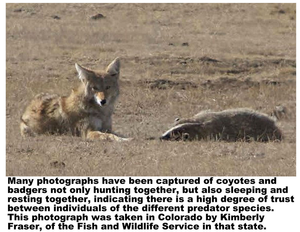 The Magical Bond Between The Badger & The Coyote