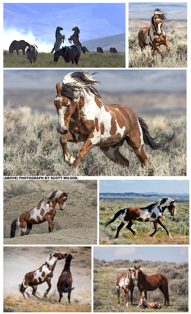 The Most Famous Mustang in America