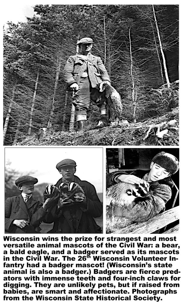 Civil War Animal Mascots