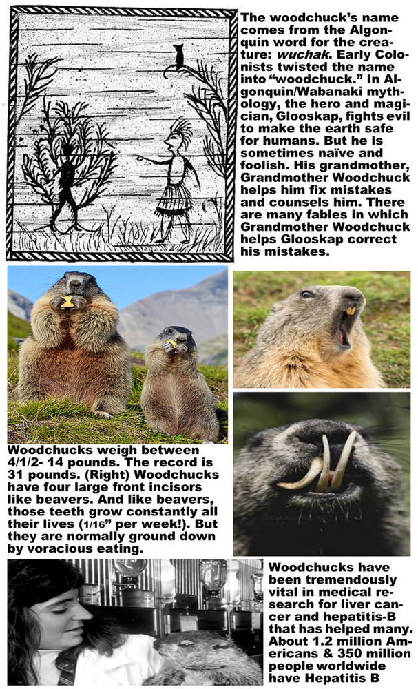 How Much Wood Can a Woodchuck Chuck?