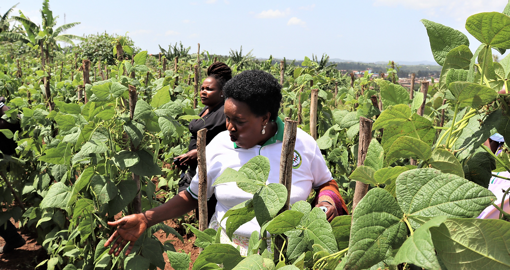 Innovation Profile Published: Improved access to diversified seed ...