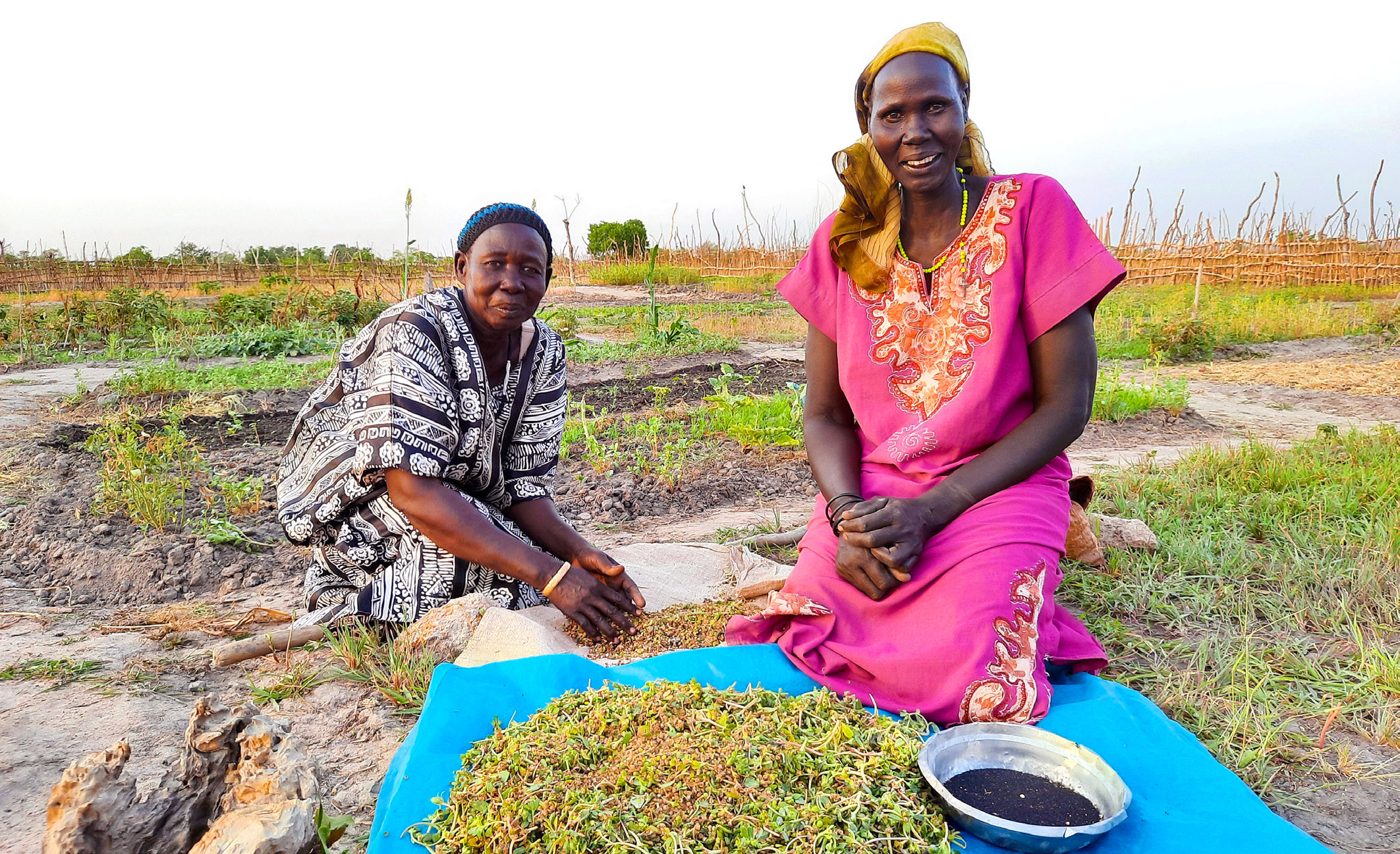 South Sudan Seed Hub | Quality Seeds