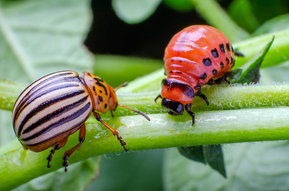 Insect and Bug Guide: Colorado Potato Beetle