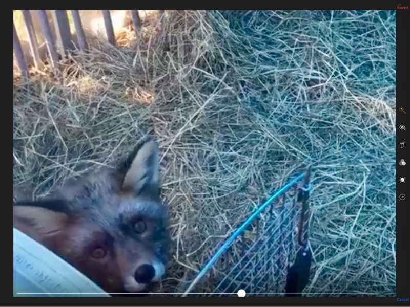 Wildlife | Fox Angels Foundation