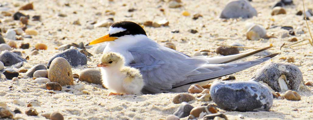 Blog | Suffolk Bird Group