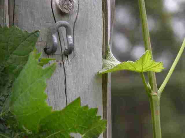 Tuckaway | Tuckaway Staple