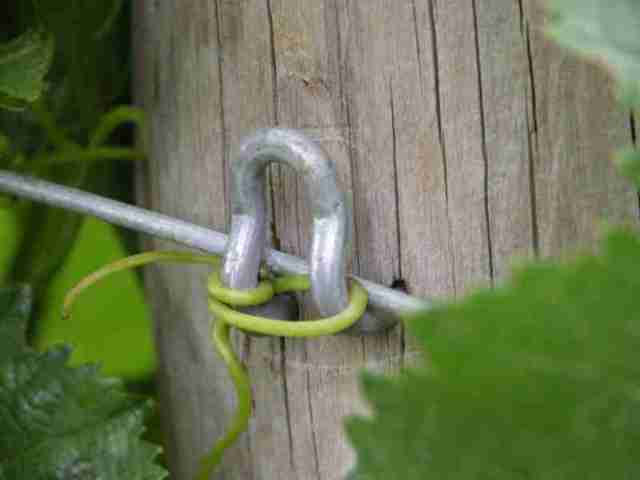 Tuckaway | Tuckaway Staple