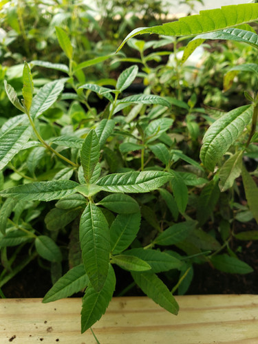 Lemon Verbena | Golden Pond Gardens