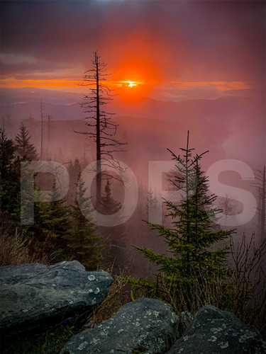 Sunrise over the Dome Comb Tree | Up N' Adam