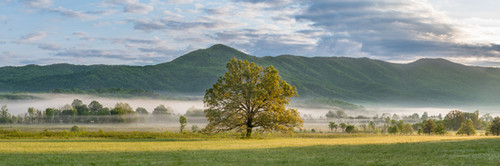 "The Tree" | Up N' Adam