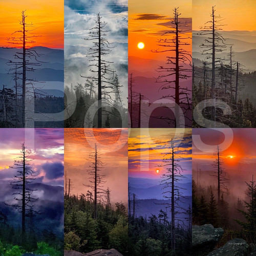 The Dome Comb Tree Collage | Up N' Adam