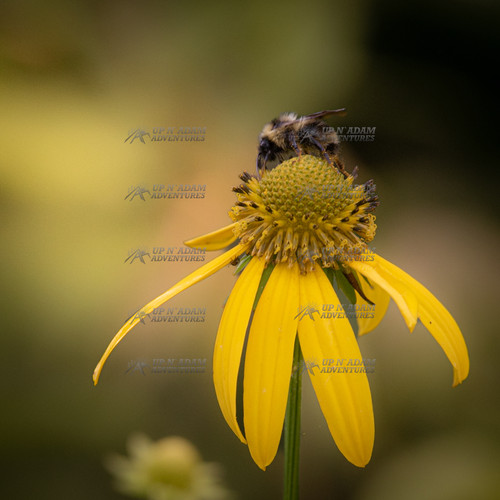 Busy Bee | Up N' Adam