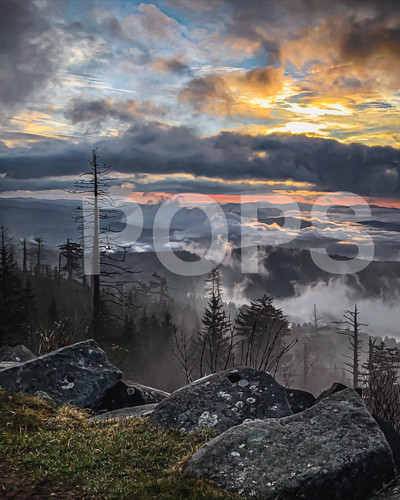 Sunrise at the Dome Comb Tree | Up N' Adam