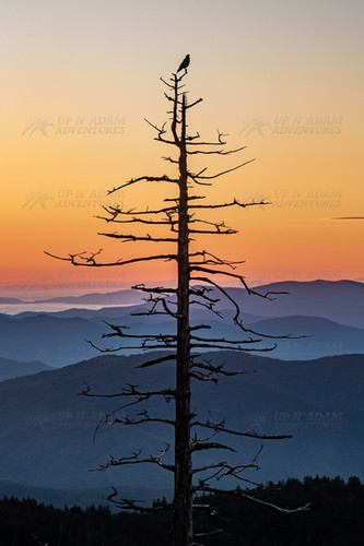 The Dome Comb Tree | Up N' Adam