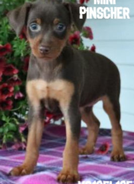 chocolate miniature pinscher puppy