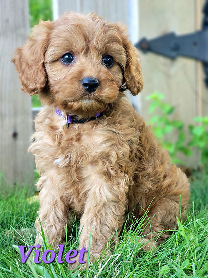 Current Cavapoos | darlingdoodlesanpoos