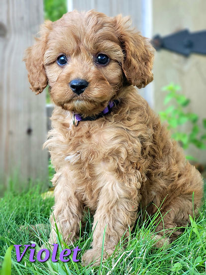 Current Cavapoos | darlingdoodlesanpoos