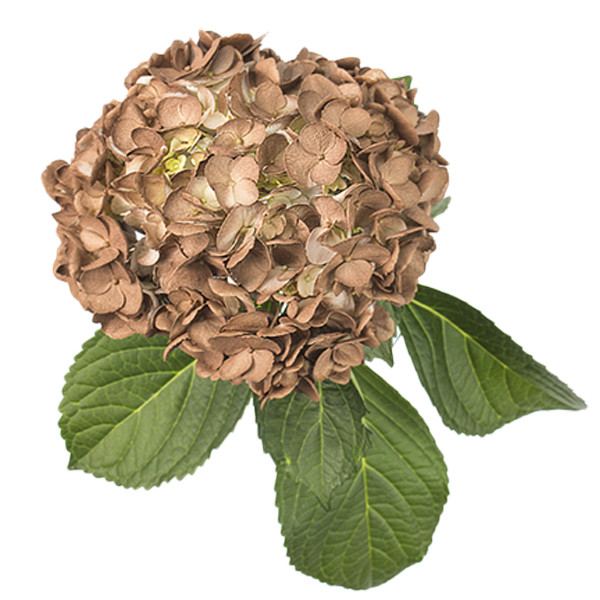 Airbrushed Chocolate Hydrangea