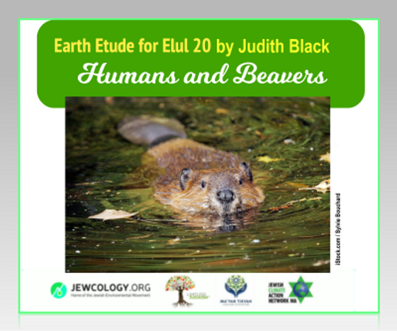 Earth Etude for Elul 20 Humans and Beavers