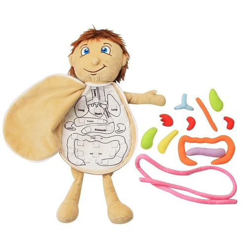 Boneco Anatomia do Corpo Humano | Aprendiz Express