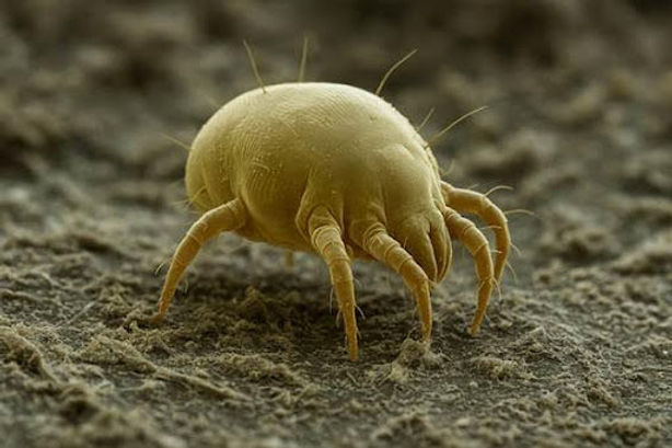 Understanding House Dust Mites: What They Are, How They Cause Allergy ...