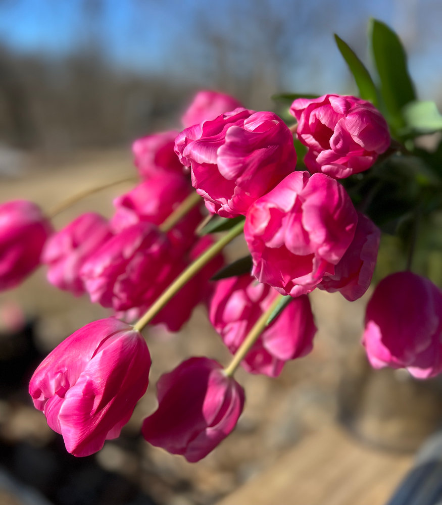 What's in Season?: Early Spring Flowers