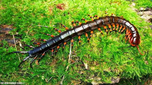 Scolopendra hainanum - Giant tiger leg centipede | Venomous Visions