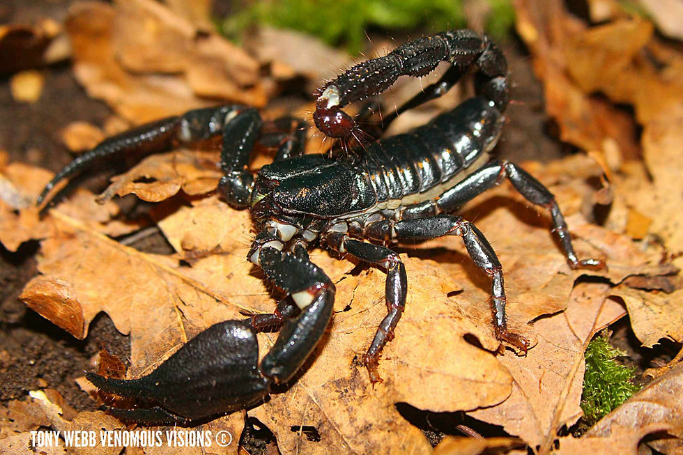 Javanimetrus cyaneus - Indonesia blue scorpion | Venomous Visions