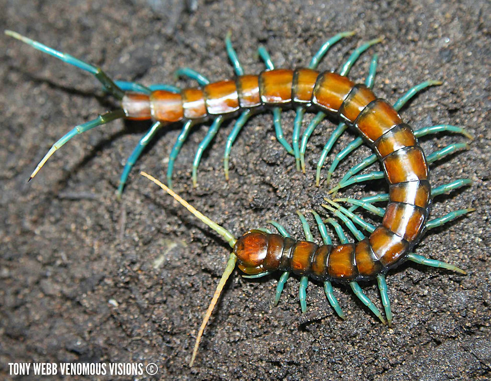 Centipedes | Venomous Visions | United Kingdom