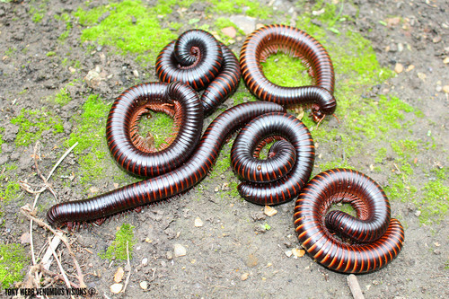 Archispirostreptus gigas - giant african train millipede
