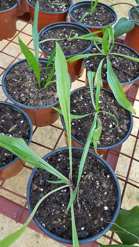 Plantain, Ribgrass | Agua Viva Eco-Life