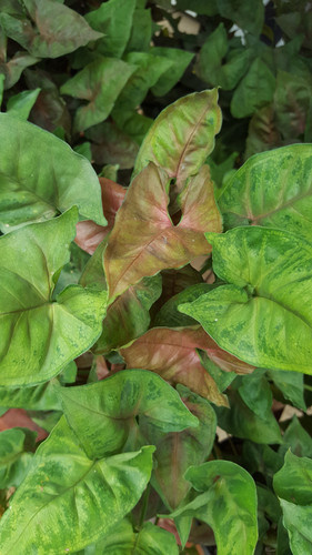 Arrowhead Plant, Maria Allusion | Agua Viva Eco-Life