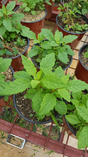 Worm Bush | Agua Viva Eco-Life