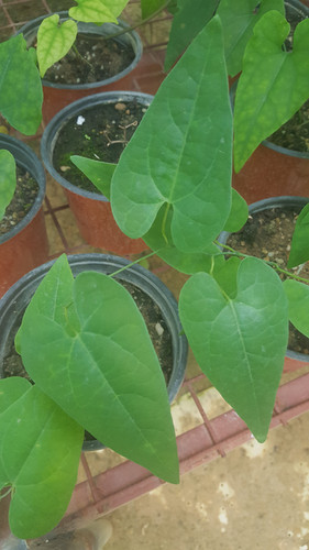 Mat Root | Agua Viva Eco-Life